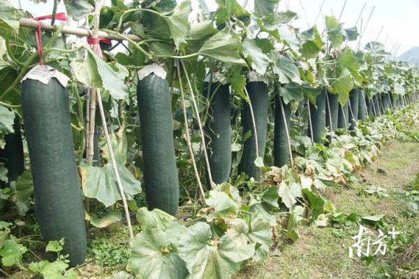 冬瓜照片大全图片_冬瓜怎么挑选新鲜-第1张图片-山城妙识