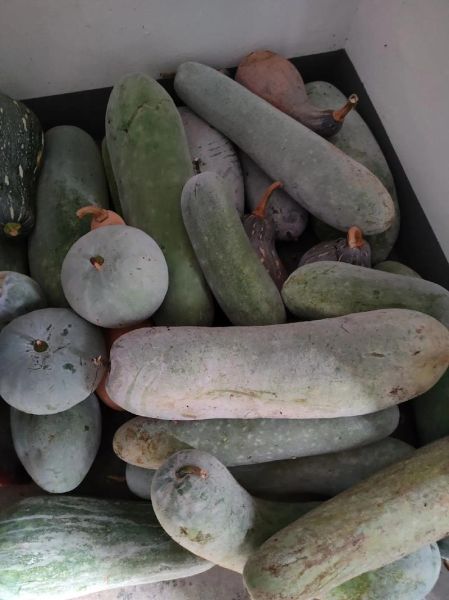 冬瓜照片大全图片_冬瓜怎么挑选新鲜-第3张图片-山城妙识