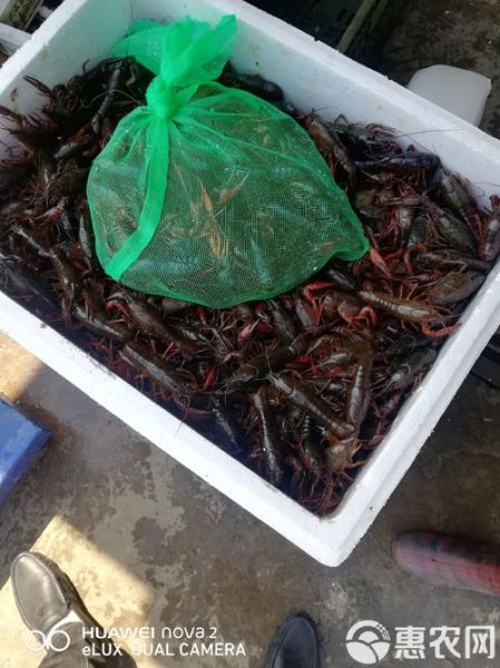 小龙虾养殖加盟多少钱_小龙虾养殖加盟靠谱吗-第2张图片-山城妙识