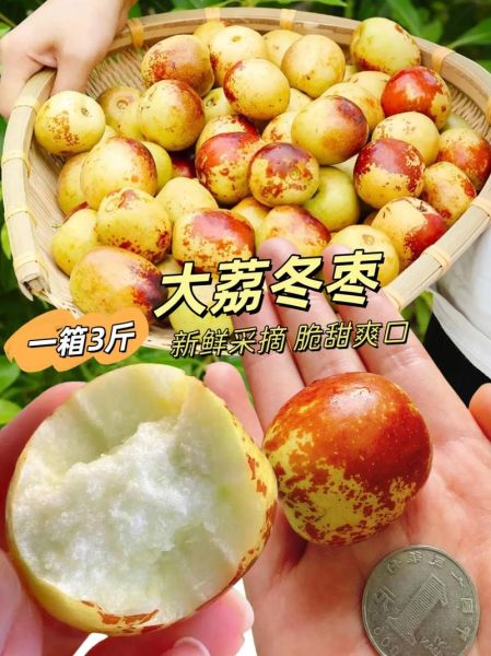 大冬枣什么时候成熟_大冬枣怎么挑选-第1张图片-山城妙识