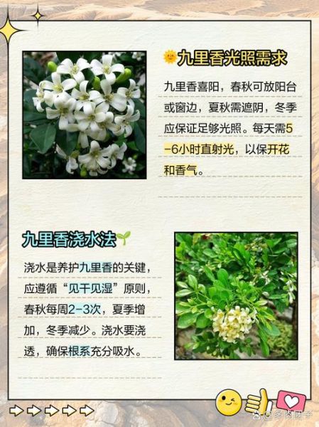九里香的功效与作用_九里香能治什么病-第3张图片-山城妙识