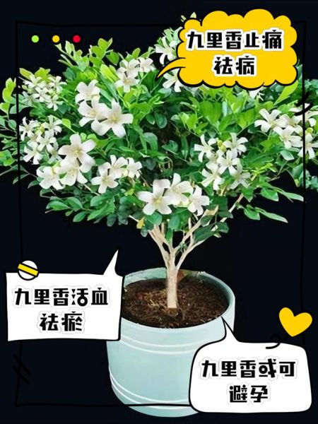 九里香的功效与作用_九里香能治什么病-第1张图片-山城妙识