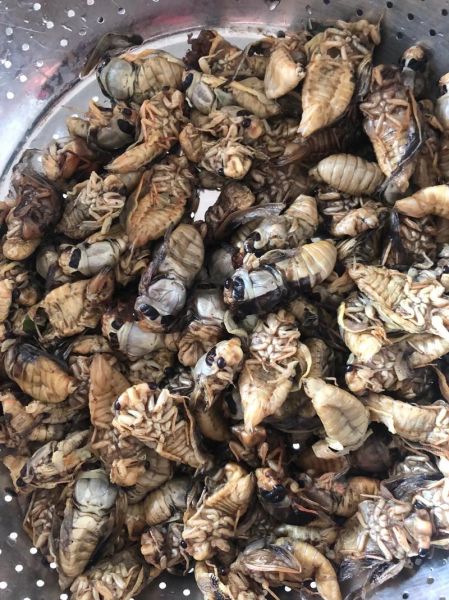 油炸知了猴能吃吗_砒霜含量真相-第1张图片-山城妙识