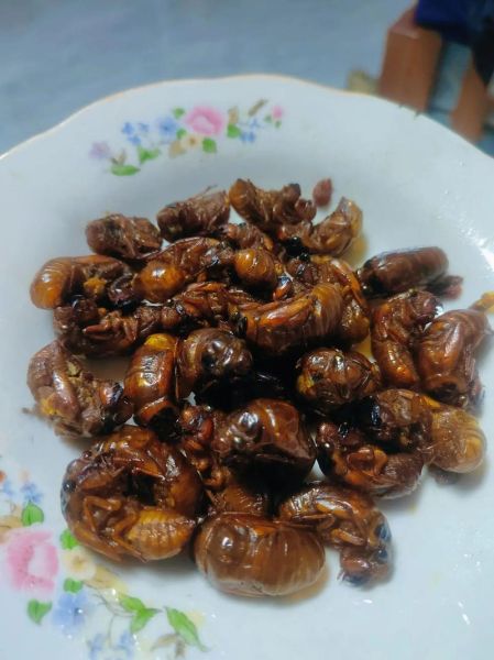 油炸知了猴能吃吗_砒霜含量真相-第2张图片-山城妙识