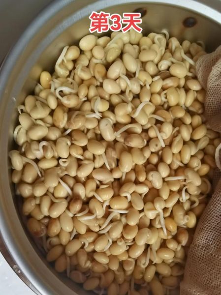 冬天绿豆芽怎么发_冬天绿豆芽发芽慢怎么办-第3张图片-山城妙识