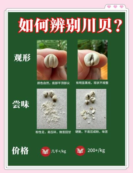 川贝长什么样子_川贝真假辨别方法-第1张图片-山城妙识