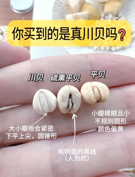 川贝长什么样子_川贝真假辨别方法-第2张图片-山城妙识