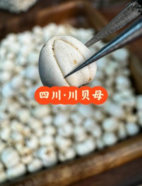 川贝长什么样子_川贝真假辨别方法-第3张图片-山城妙识