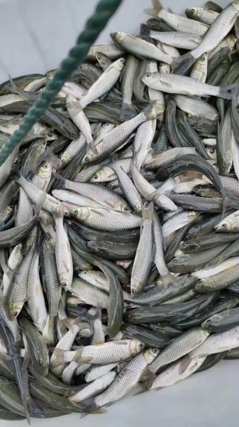 草鱼价格2021年多少钱一斤_2021年草鱼行情怎么样-第2张图片-山城妙识 草鱼价格2021年多少钱一斤_2021年草鱼行情怎么样-第2张图片-山城妙识