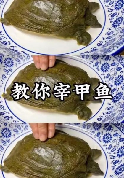 甲鱼怎么杀_甲鱼怎么处理干净-第1张图片-山城妙识