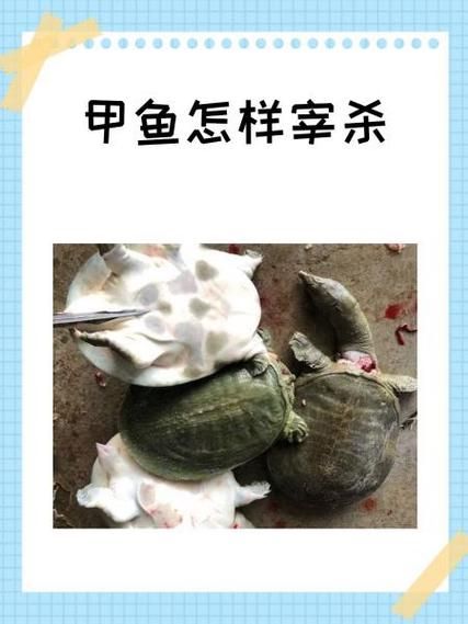 甲鱼怎么杀_甲鱼怎么处理干净-第2张图片-山城妙识