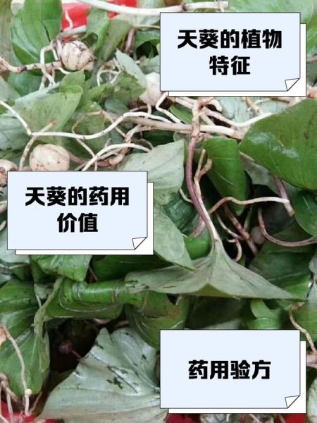 野生天葵的功效与作用_野生天葵怎么吃效果最好-第1张图片-山城妙识 野生天葵的功效与作用_野生天葵怎么吃效果最好-第1张图片-山城妙识