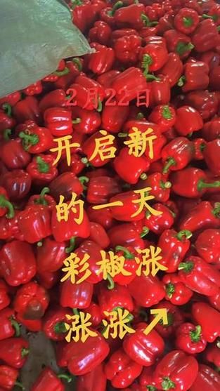 辣椒价格最新行情2021_辣椒为何突然涨价-第2张图片-山城妙识