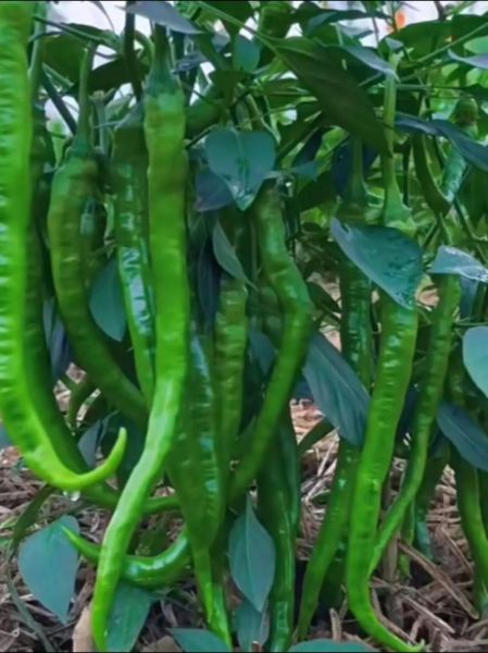 辣椒价格最新行情2021_辣椒为何突然涨价-第1张图片-山城妙识