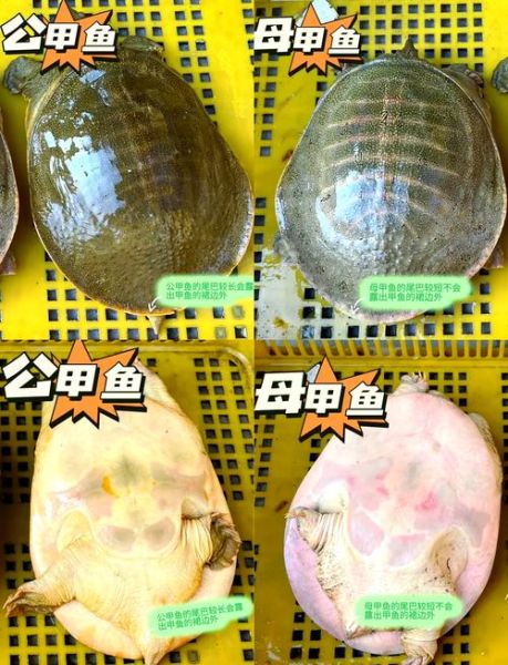 大水鱼图片_如何区分真假-第1张图片-山城妙识