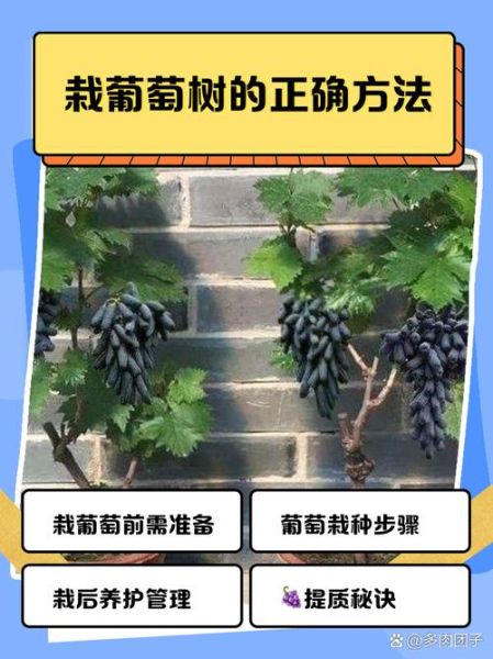 树葡萄怎么种_树葡萄种植方法-第1张图片-山城妙识