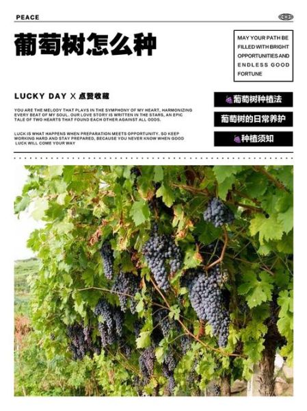 树葡萄怎么种_树葡萄种植方法-第3张图片-山城妙识