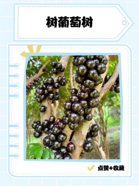 树葡萄怎么种_树葡萄种植方法-第2张图片-山城妙识