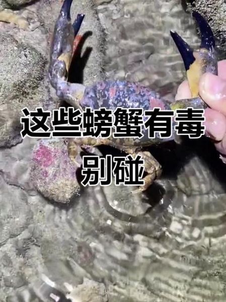 吃死螃蟹会中毒吗_死螃蟹中毒症状有哪些-第1张图片-山城妙识