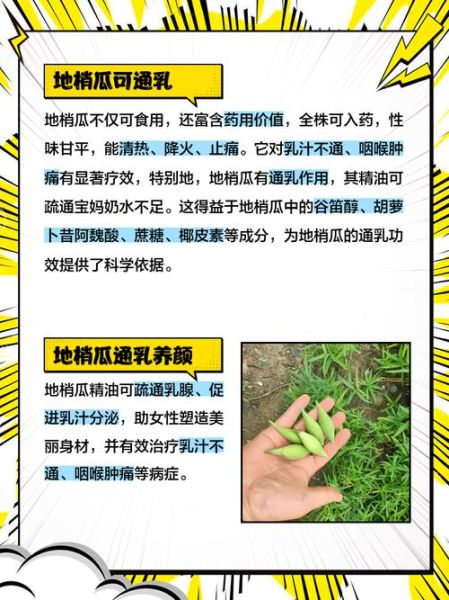 梢瓜是什么_梢瓜怎么吃最好-第1张图片-山城妙识