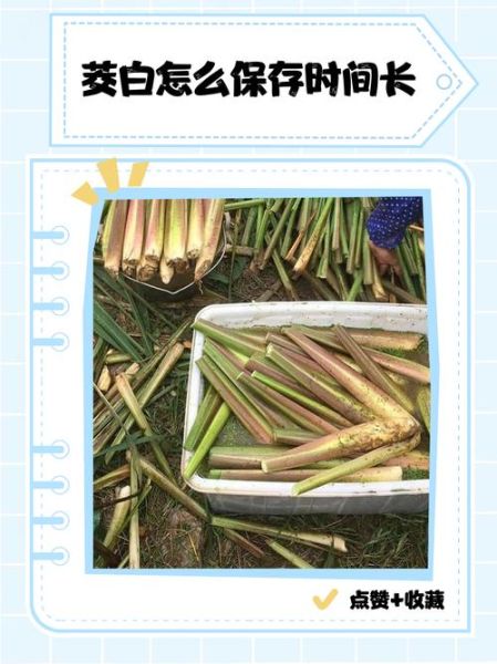 茭白怎么挑选_茭白怎么保存-第1张图片-山城妙识