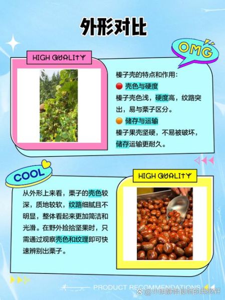 榛子图片与栗子区别_如何一眼分辨-第1张图片-山城妙识