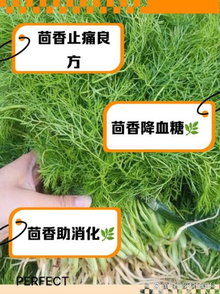 新鲜茴香的功效与作用_怎么吃最好-第1张图片-山城妙识
