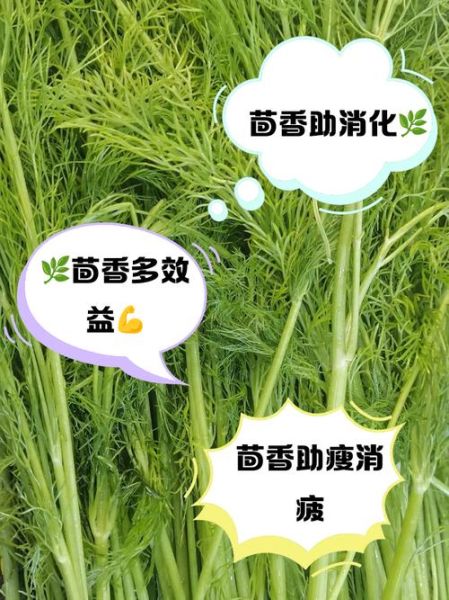 新鲜茴香的功效与作用_怎么吃最好-第3张图片-山城妙识