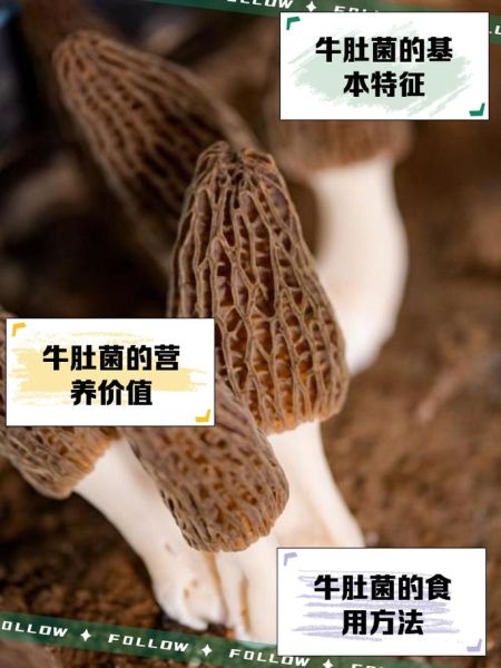 牛肚菌怎么做好吃_牛肚菌的做法大全-第1张图片-山城妙识