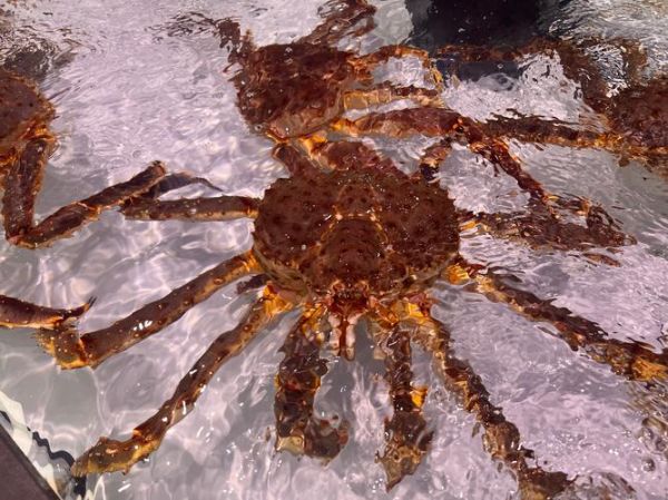 石头蟹和石蟹的区别_怎么区分石头蟹和石蟹-第2张图片-山城妙识