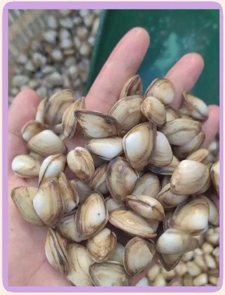 海瓜子怎么快速吐沙_海瓜子吐沙最快的方法-第2张图片-山城妙识