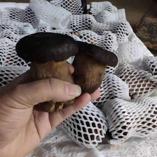 黑牛肝菌多少钱一斤_黑牛肝菌价格行情-第2张图片-山城妙识