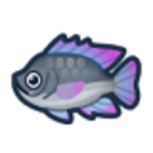 吴郭鱼图片_吴郭鱼长什么样-第1张图片-山城妙识