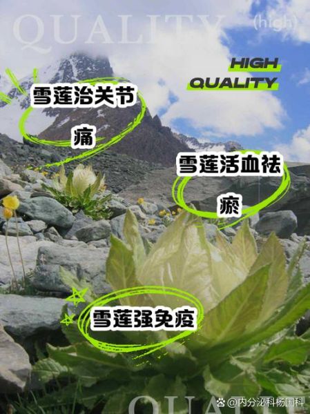 雪莲花煮水一次喝几天_雪莲花泡水能连续喝多久-第3张图片-山城妙识 雪莲花煮水一次喝几天_雪莲花泡水能连续喝多久-第3张图片-山城妙识