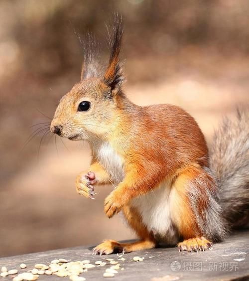 松鼠图片大全_松鼠高清图哪里找-第2张图片-山城妙识