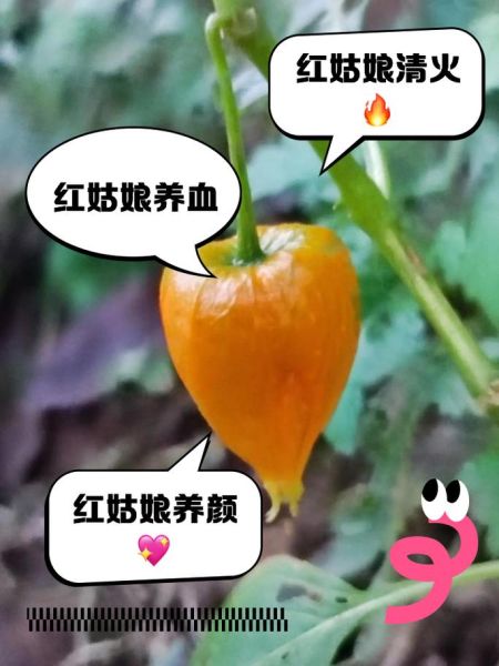 红姑娘的功效与作用_红姑娘怎么吃最好-第2张图片-山城妙识 红姑娘的功效与作用_红姑娘怎么吃最好-第2张图片-山城妙识