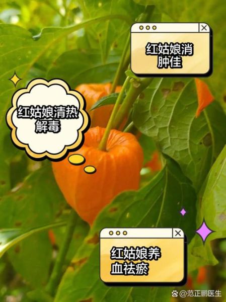 红姑娘的功效与作用_红姑娘怎么吃最好-第3张图片-山城妙识 红姑娘的功效与作用_红姑娘怎么吃最好-第3张图片-山城妙识