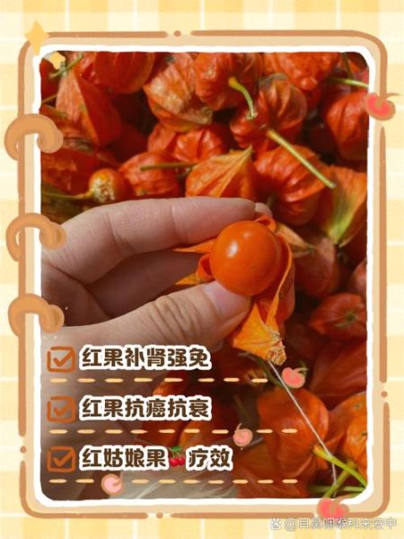 红姑娘泡水喝有什么功效_红姑娘泡水喝的禁忌-第3张图片-山城妙识
