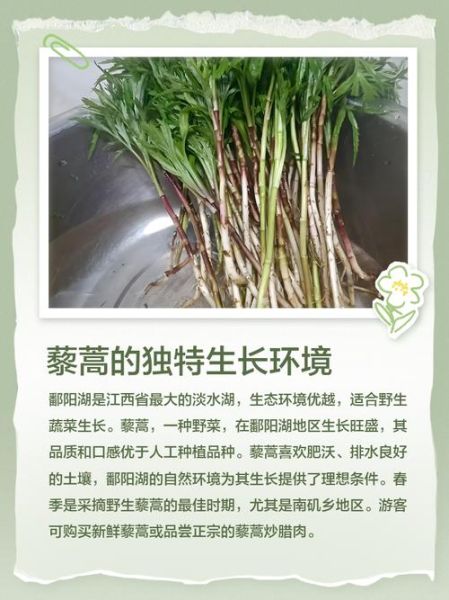 藜蒿和芦蒿的区别_哪个更好吃-第2张图片-山城妙识 藜蒿和芦蒿的区别_哪个更好吃-第2张图片-山城妙识