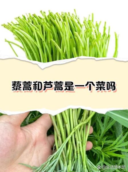 藜蒿和芦蒿的区别_哪个更好吃-第3张图片-山城妙识 藜蒿和芦蒿的区别_哪个更好吃-第3张图片-山城妙识