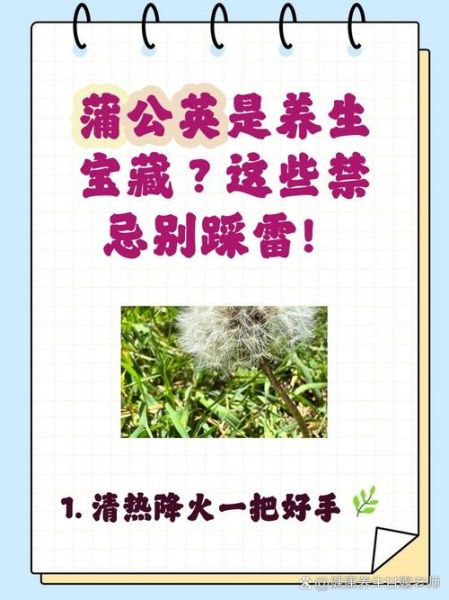 蒲公英的功效与禁忌_什么人不能吃蒲公英-第3张图片-山城妙识