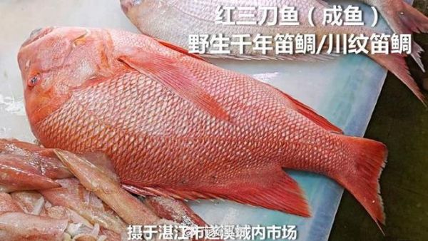 红鱼又叫什么鱼_红鱼学名及常见别称-第2张图片-山城妙识 红鱼又叫什么鱼_红鱼学名及常见别称-第2张图片-山城妙识
