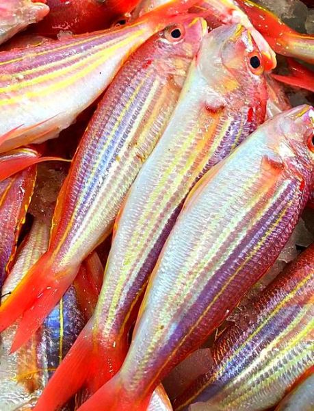 红鱼又叫什么鱼_红鱼学名及常见别称-第1张图片-山城妙识 红鱼又叫什么鱼_红鱼学名及常见别称-第1张图片-山城妙识