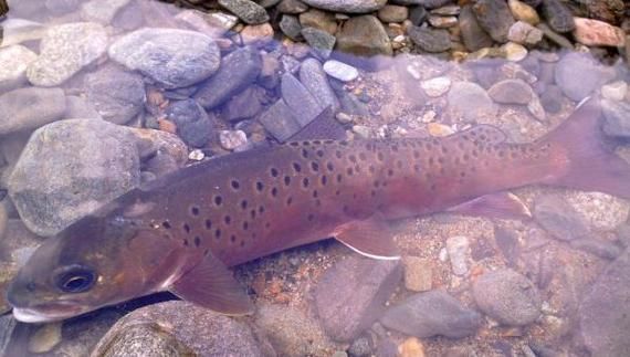 红鱼又叫什么鱼_红鱼学名及常见别称-第3张图片-山城妙识 红鱼又叫什么鱼_红鱼学名及常见别称-第3张图片-山城妙识