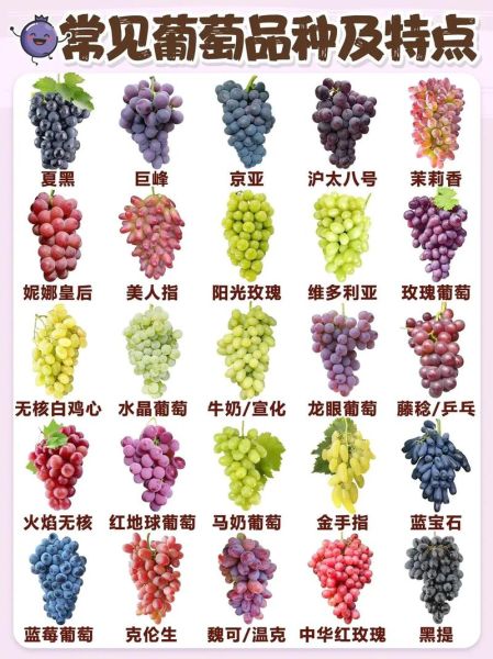 什么葡萄品种最好吃_巨峰葡萄和阳光玫瑰哪个更甜-第1张图片-山城妙识