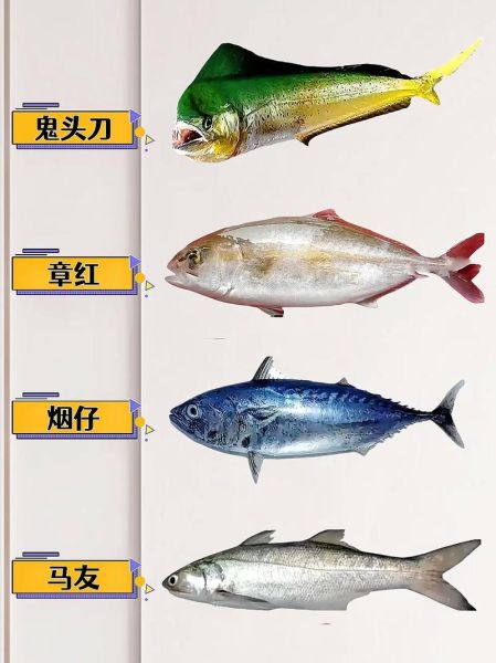 海鱼种类大全图片_如何快速识别常见海鱼-第2张图片-山城妙识