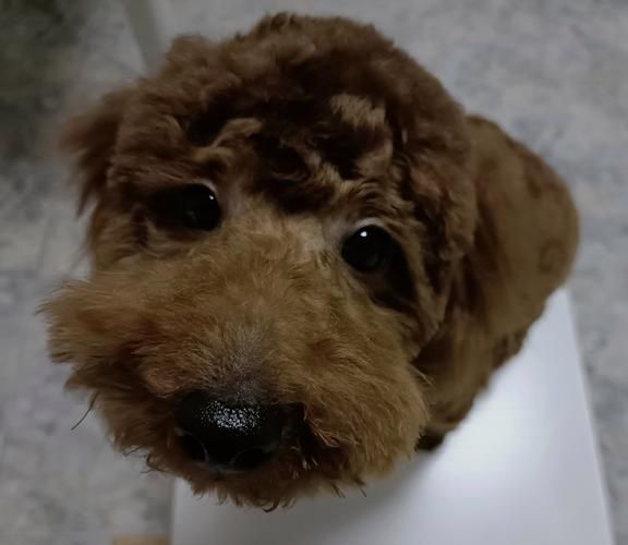 狗宝图片_狗宝长什么样-第1张图片-山城妙识