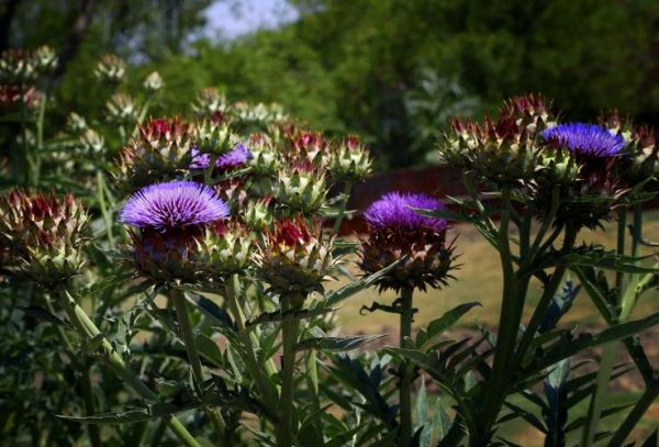朝鲜蓟的功效与作用_朝鲜蓟怎么吃效果最好-第2张图片-山城妙识