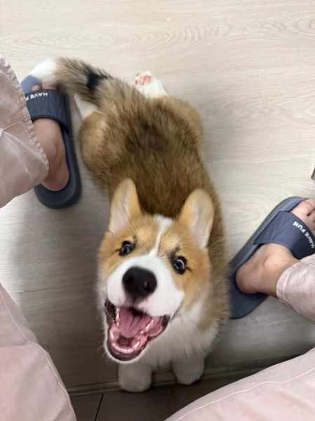 狗宝图片_狗宝长什么样-第3张图片-山城妙识