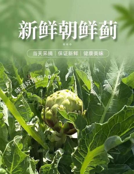 朝鲜蓟的功效与作用_朝鲜蓟怎么吃效果最好-第3张图片-山城妙识